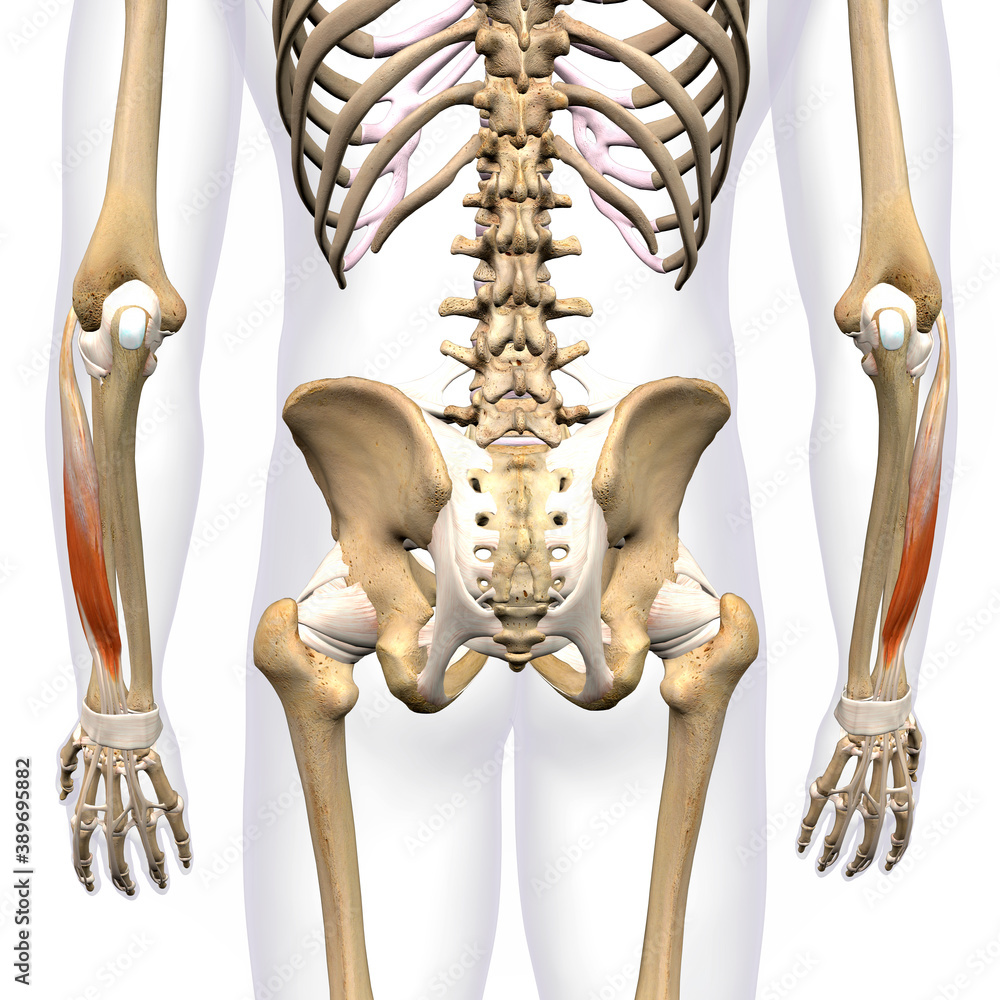Lower Arm Extensor Digitorum Muscles Isolated on Male Human Skeleton ...