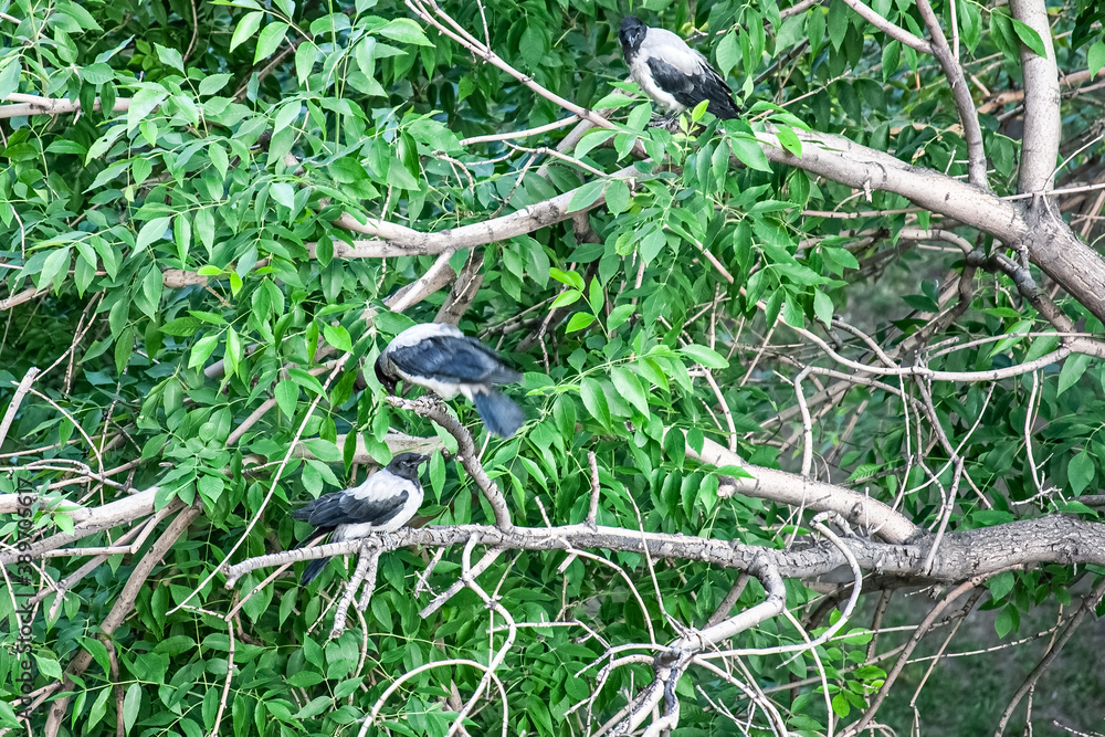 hooded crows sit on a tree branches. Corvus cornix group among tree ...