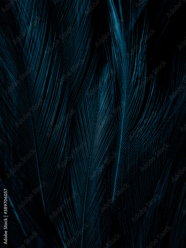 Beautiful abstract blue feathers on dark background and black feather ...
