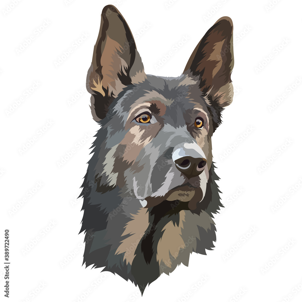 German Shepherd. Portrait of a dog. Vector illustration, drawing. Stock ...