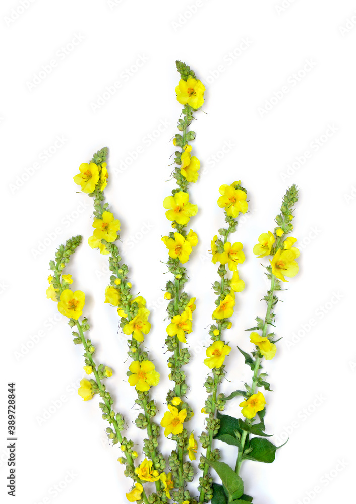 Yellow flowers of great mullein ( Verbascum thapsus, common mullein ...
