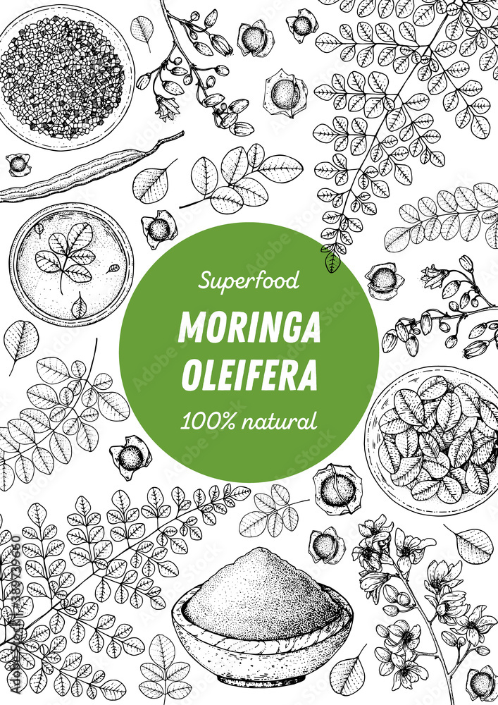 Moringa hand drawn sketch. Organic healthy food. Moringa leaves, plant ...