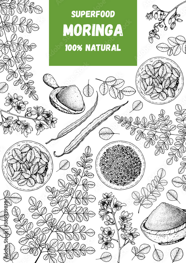 Moringa hand drawn sketch. Organic healthy food. Moringa leaves, plant ...