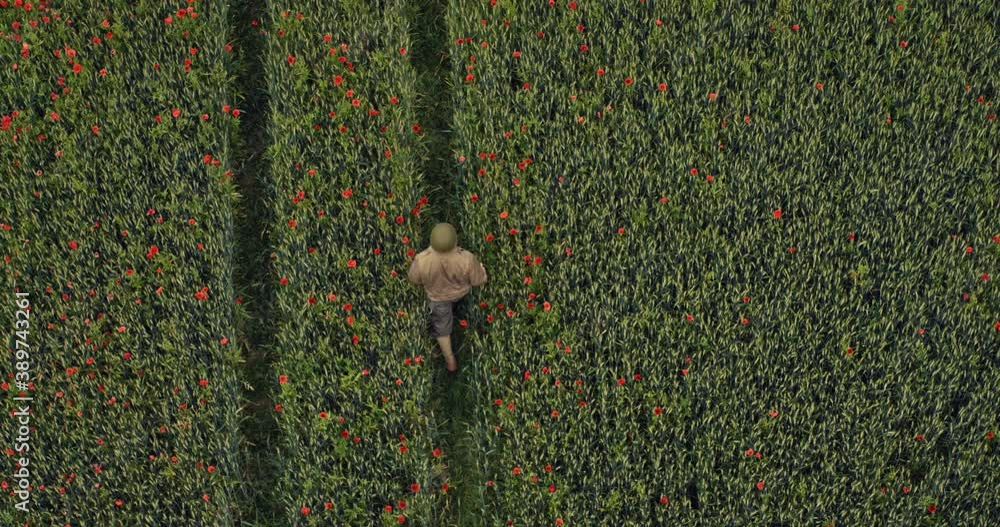 Overhead aerial, WW2 soldier walks through field in Normandy Stock ...