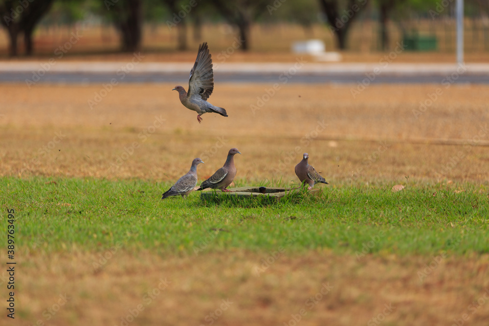 Asa Branca dove found in the city of Brasilia, Praça do Cristais ...
