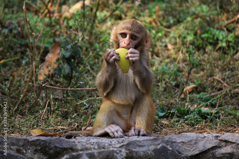 Rhesus Macaque (Macaca mulatta) lonely cute small baby monkey ape ...
