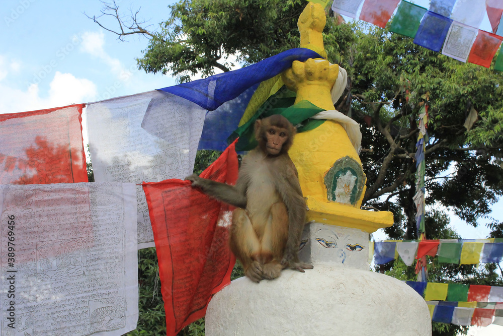 Rhesus Macaque (Macaca mulatta) monkey sitting alone on chorten ...
