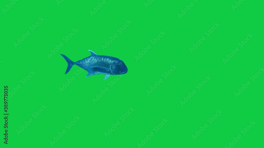 Isolated fish on green screen - tropical Stock ビデオ | Adobe Stock