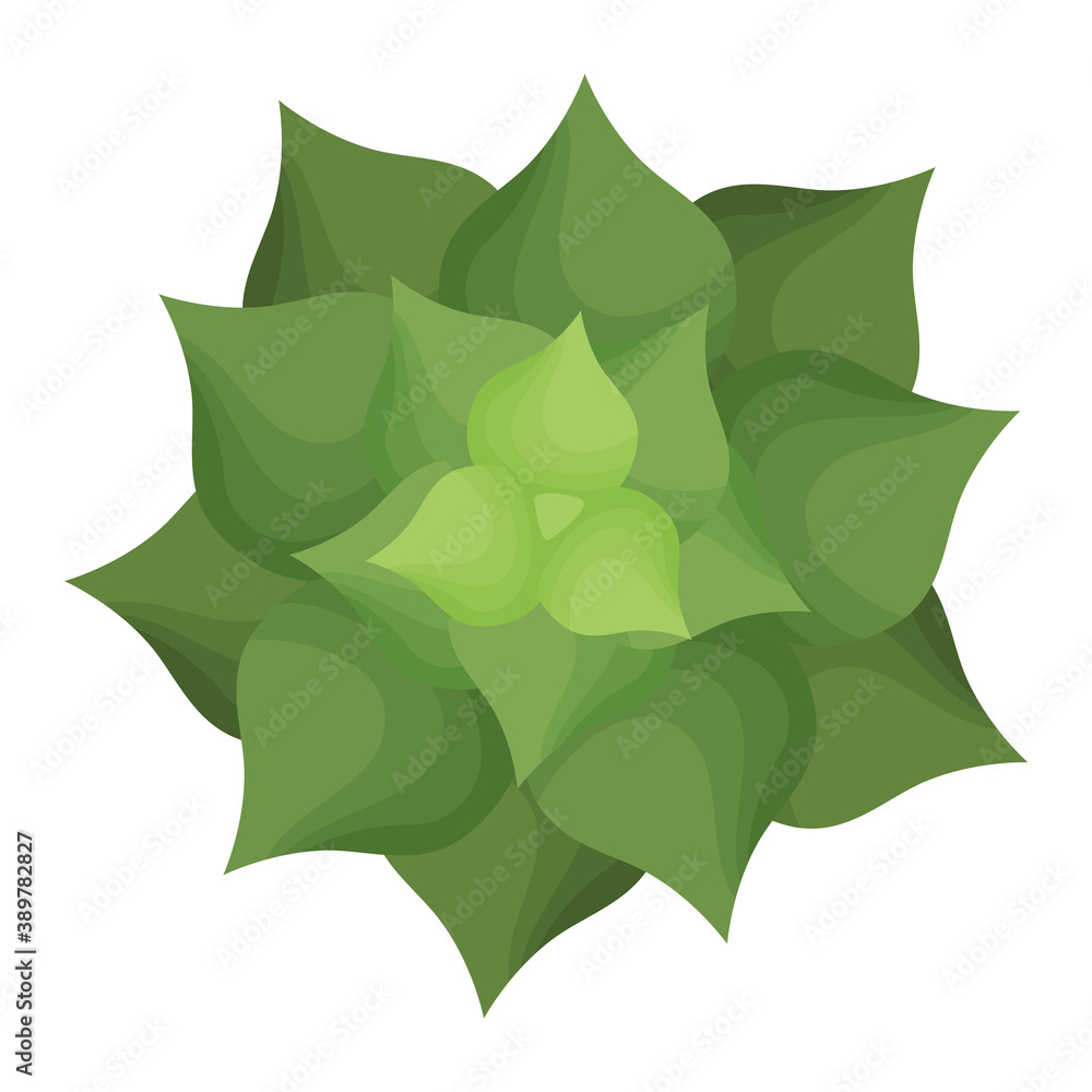 Succulent plant. Top view. Isolated on white background. Vector ...