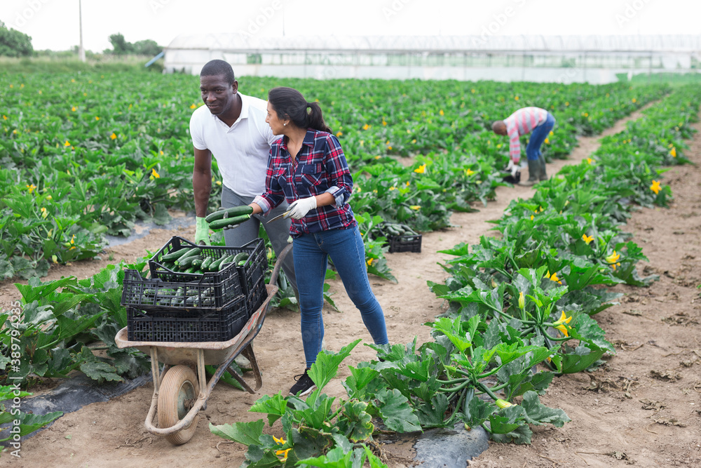 African american farm worker pushing wheelbarrow with zucchini on field ...
