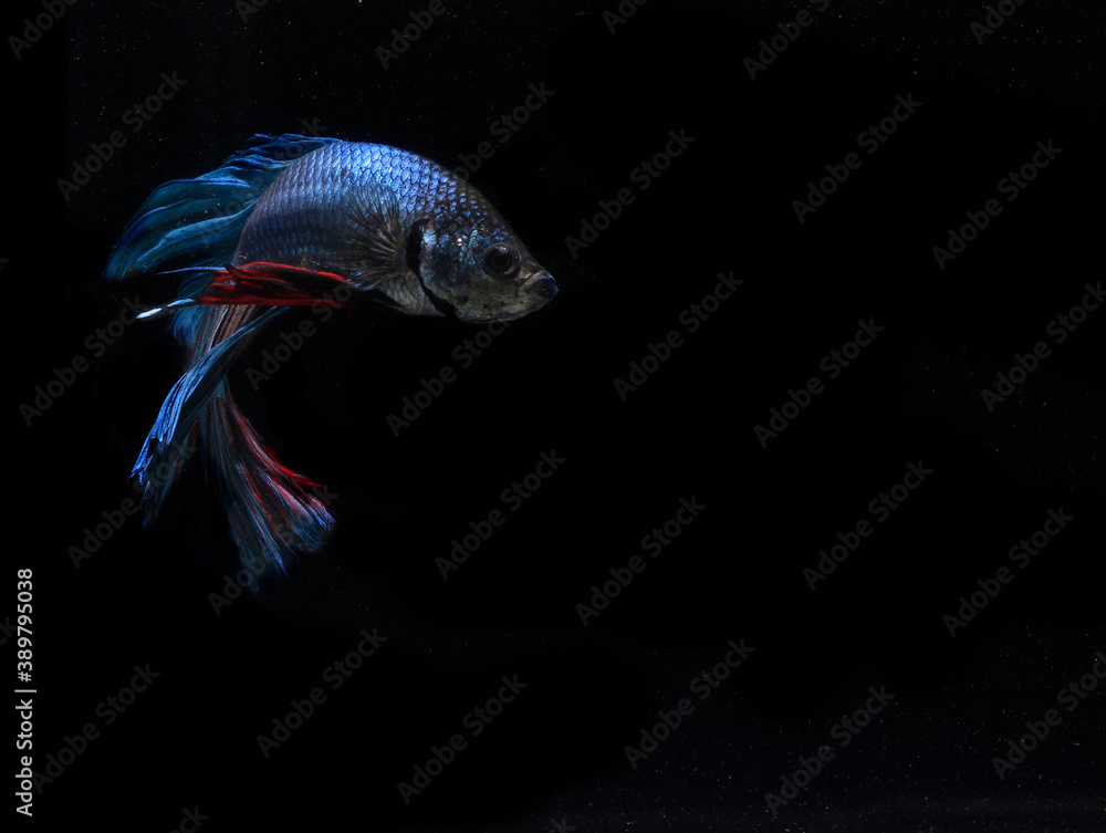 Beautiful BLue Giant Half Moon Betta fish, at Black background Stock ...
