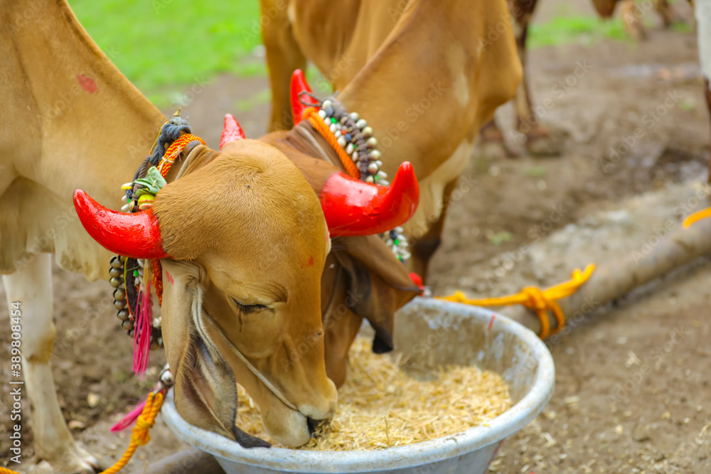 Indian pola festival , Pola is a festival respecting bulls and oxen ...