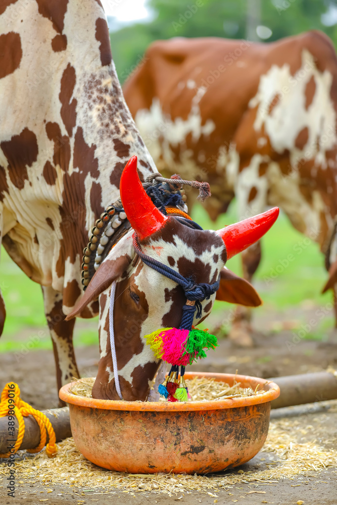 Indian pola festival , Pola is a festival respecting bulls and oxen ...