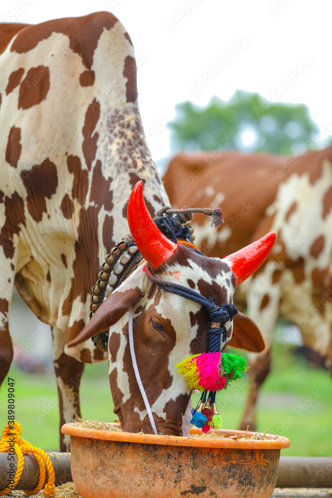Indian pola festival , Pola is a festival respecting bulls and oxen ...