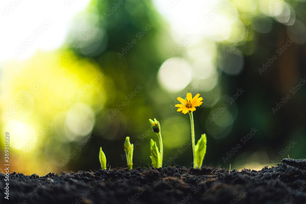 plant seeding growing step concept in garden and sunlight Stock Photo ...