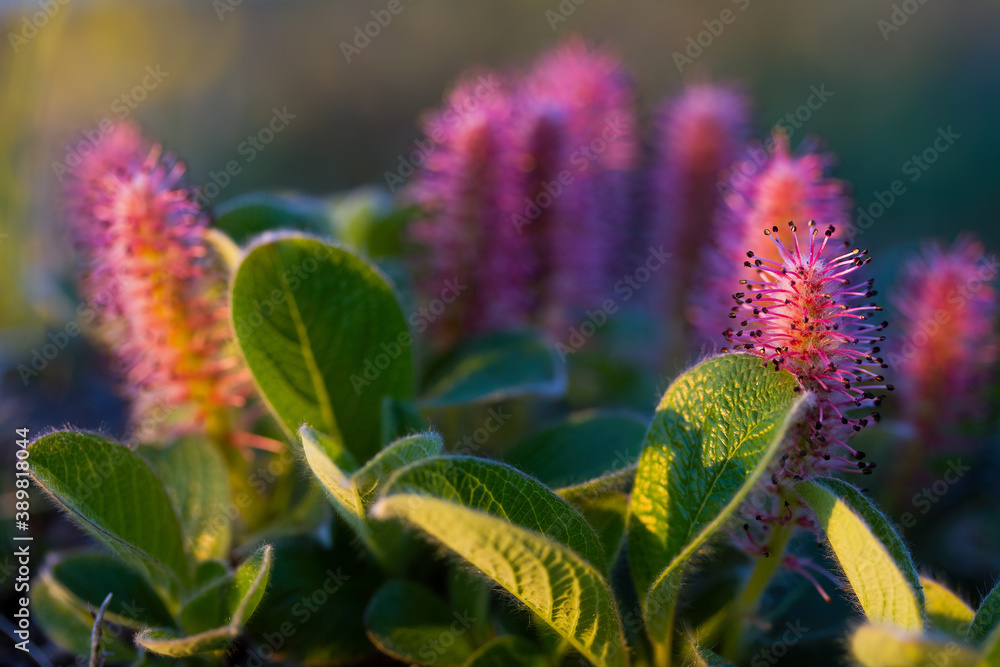 Blooming Arctic willow (Salix arctica). Plants growing in the tundra in ...