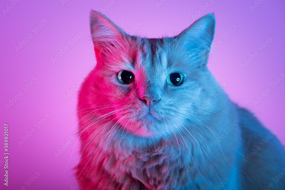 Long-haired cat's portrait with cyano and magenta lights.. Different ...