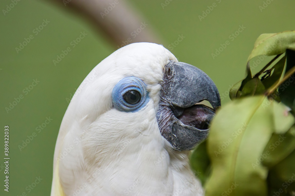 The blue-eyed cockatoo (Cacatua ophthalmica) is a large, mainly white ...
