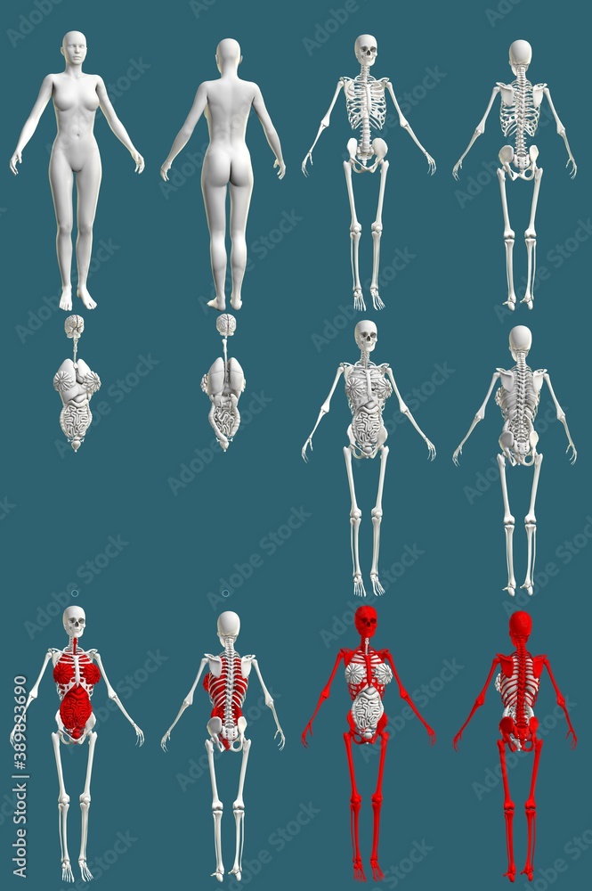 12 hi-res renders in 1, womans body with skeleton and organs - roentgen ...