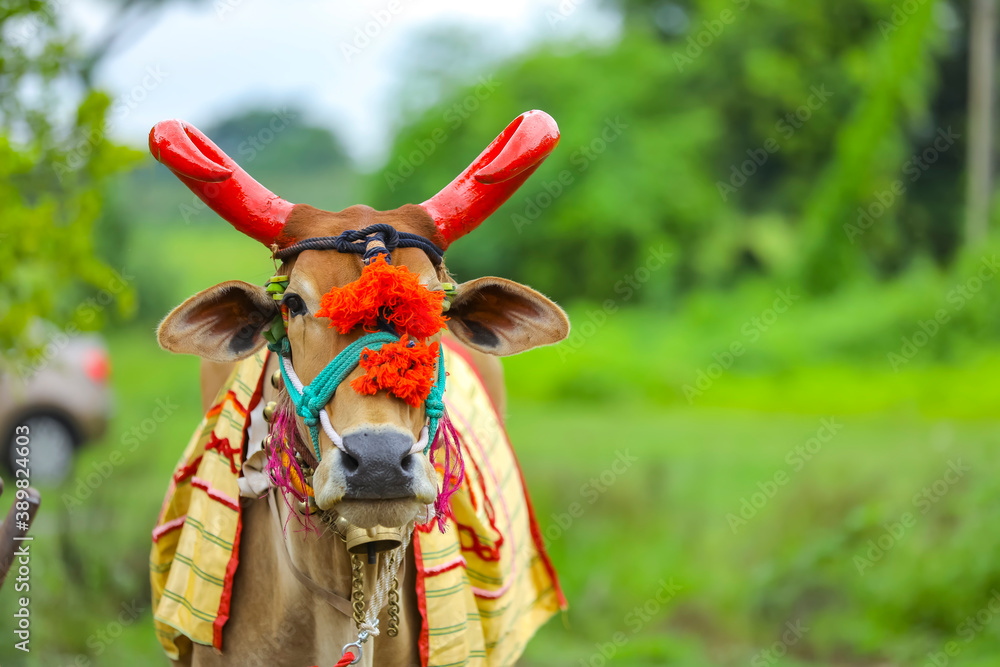 Indian pola festival , Pola is a festival respecting bulls and oxen ...