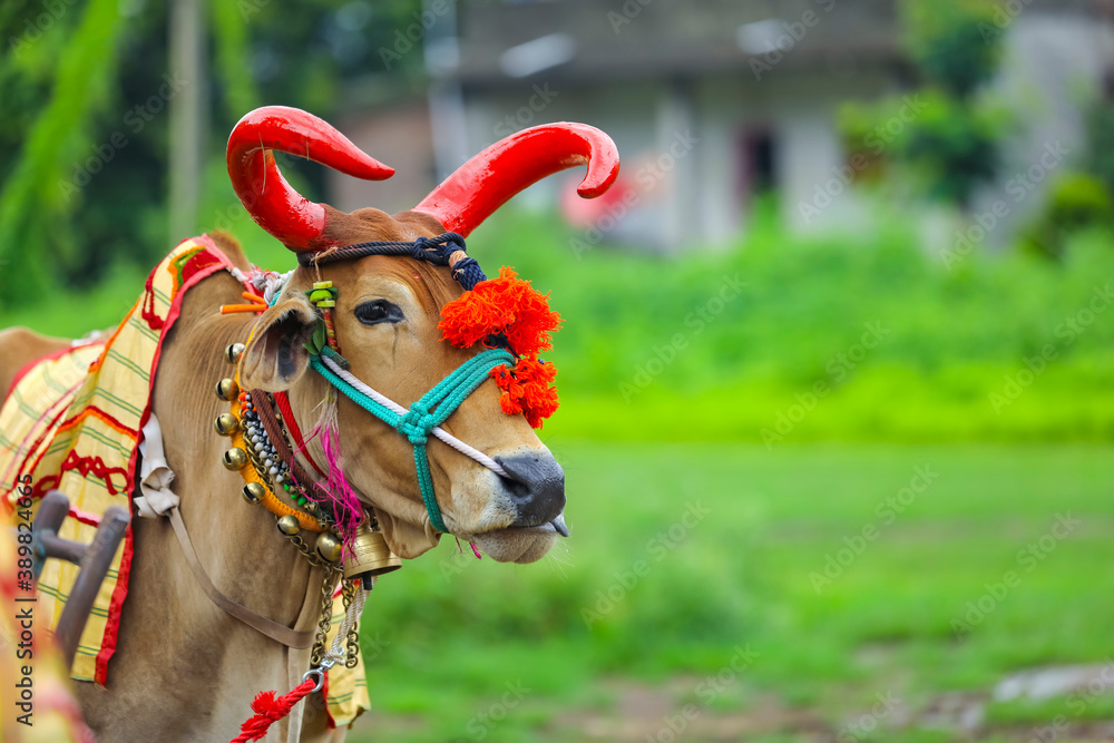 Indian Pola Festival Pola Is A Festival Respecting Bulls And Oxen Indian Pola Festival Pola Is A Festival Respecting Bulls And Oxen