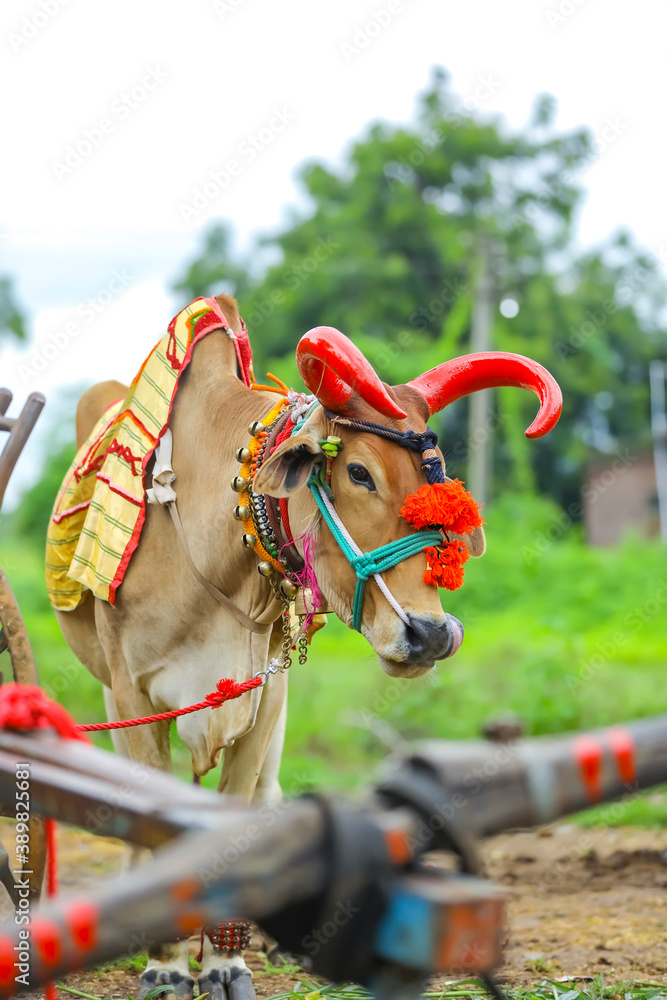 Indian pola festival , Pola is a festival respecting bulls and oxen ...