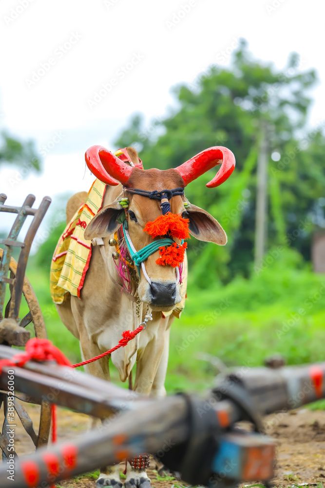 Indian pola festival , Pola is a festival respecting bulls and oxen ...