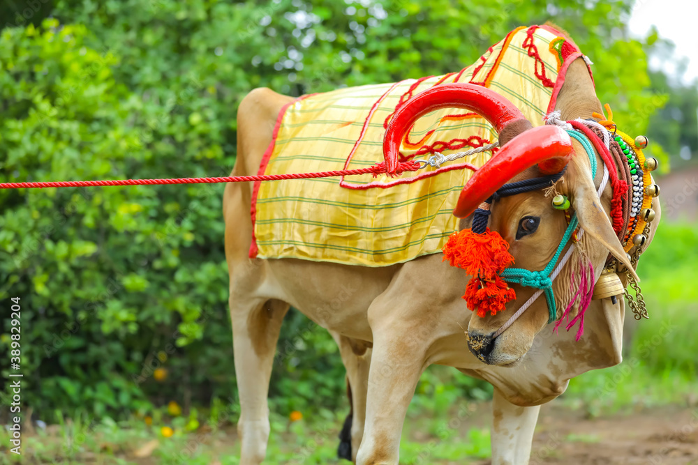 Indian Pola festival , ox festival. Stock Photo | Adobe Stock
