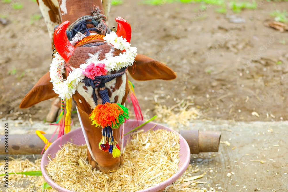 Indian pola festival , Pola is a festival respecting bulls and oxen ...
