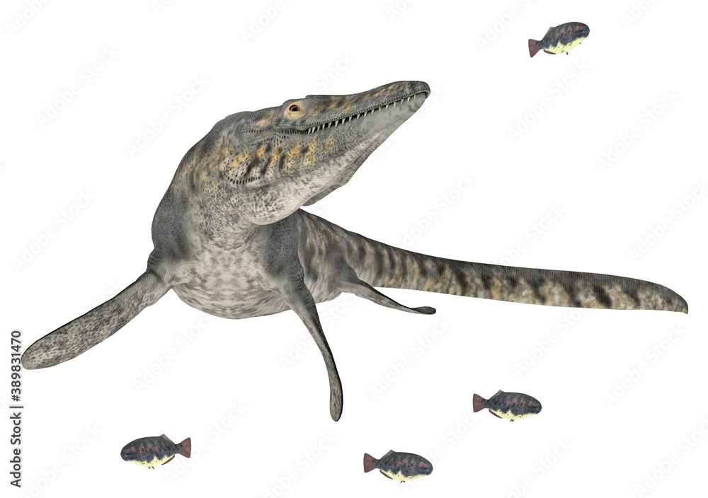 Mosasaurier Tylosaurus auf der Jagd, Freisteller Stock Illustration ...