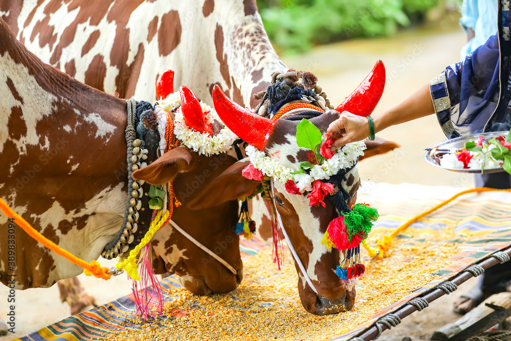 Indian Pola festival , ox festival. Stock Photo | Adobe Stock