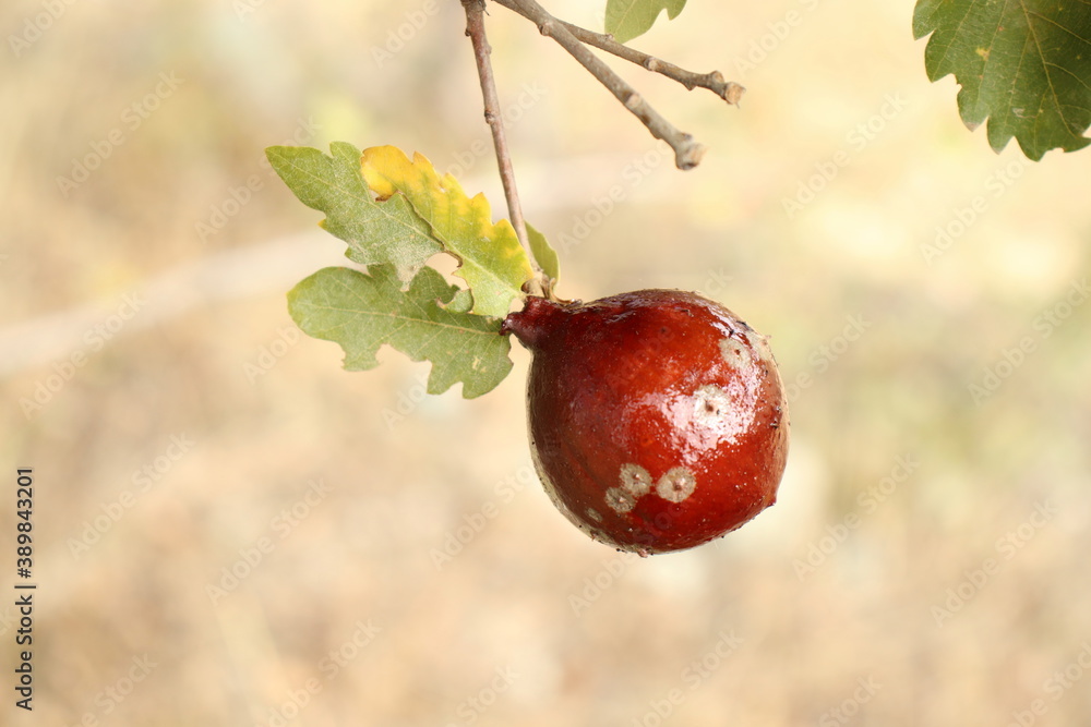 thuja fruit, Mazi, Tunceli Stock Photo | Adobe Stock