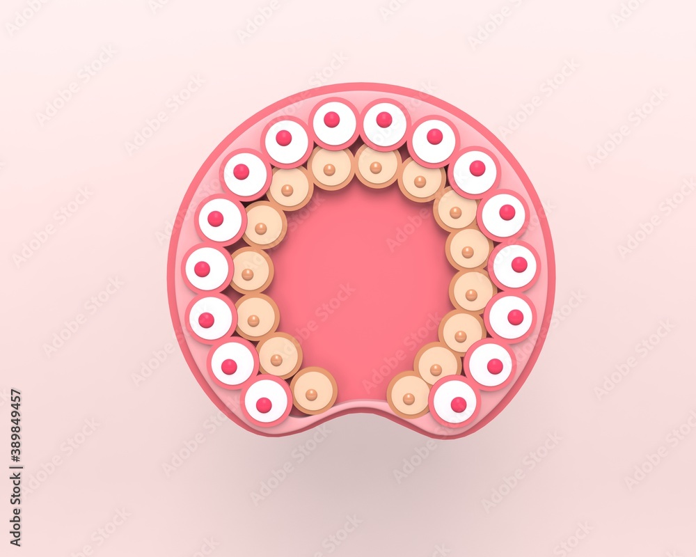 Gastrula. The cells of endoderm and ectoderm. The stage of segmentation ...