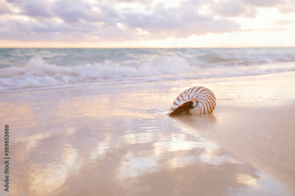 Nautilus Shell On Beach