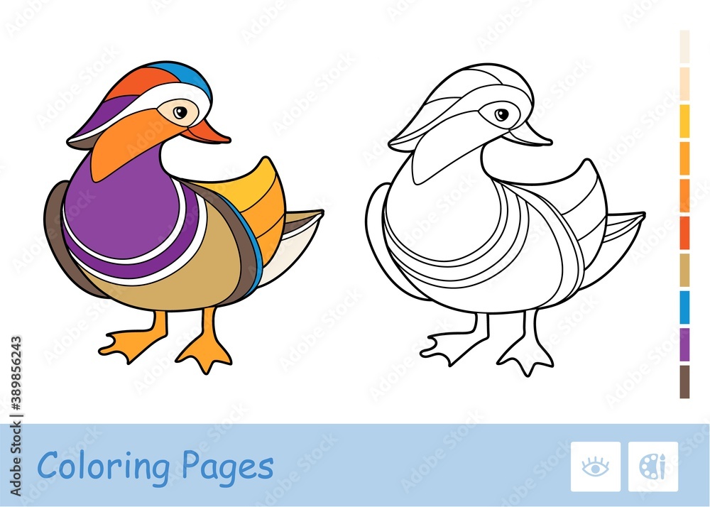 Colorful template and colorless contour image of mandarin duck isolated ...