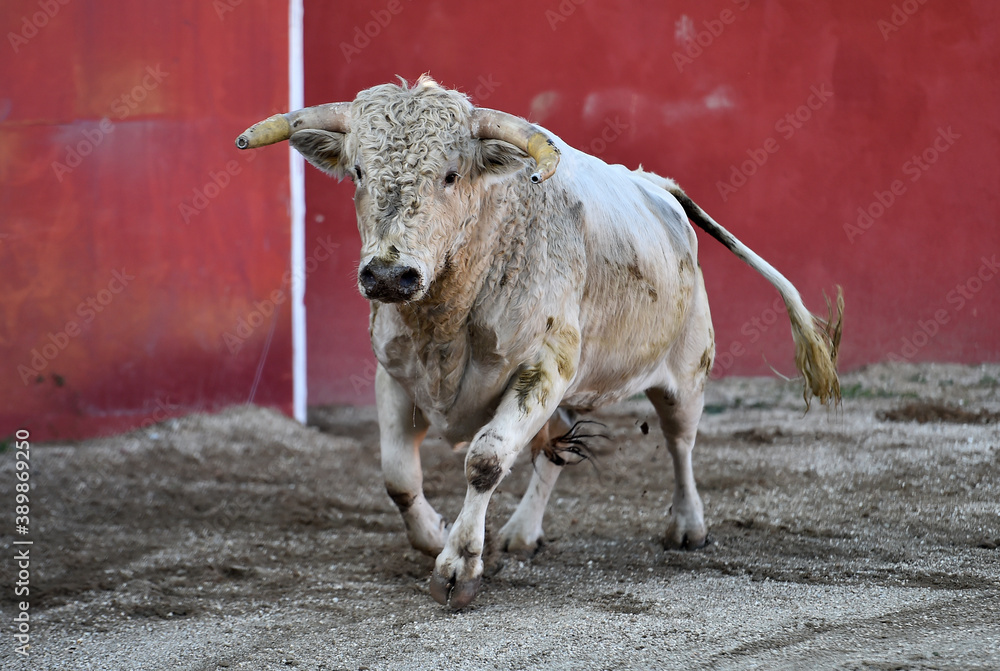 aggressive bull running on the bullring in the traditional spectacle of ...