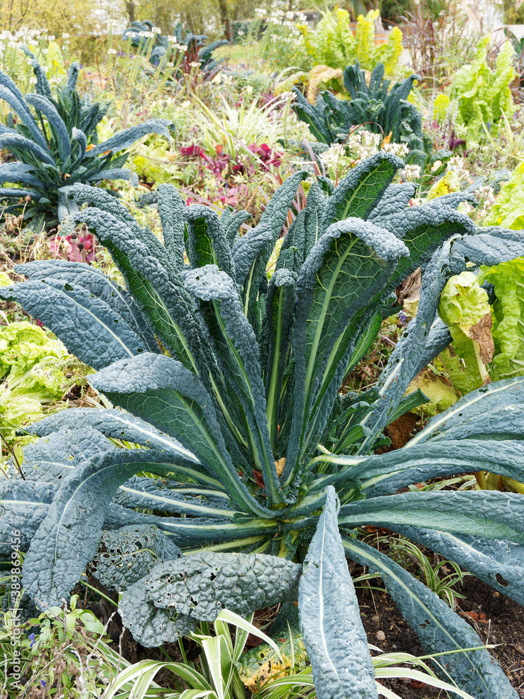 (Brassica oleracea palmifolia) Chou palmier 'Noir de Toscane' aux ...