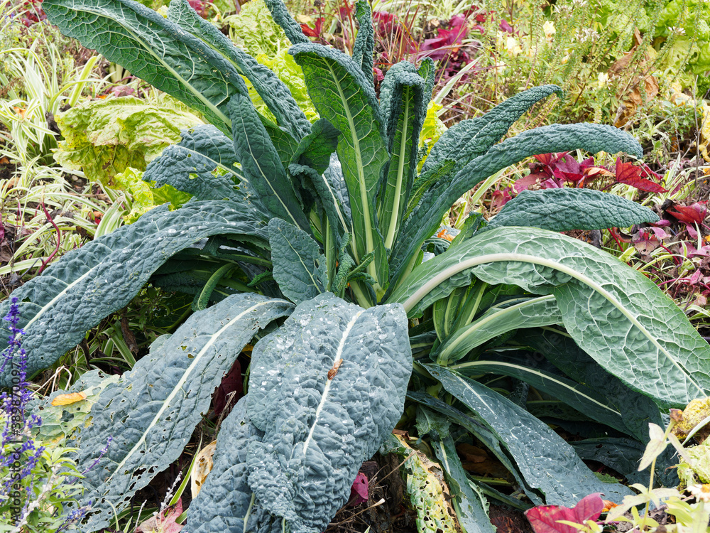 (Brassica oleracea palmifolia) Chou palmier 'Noir de Toscane' aux ...