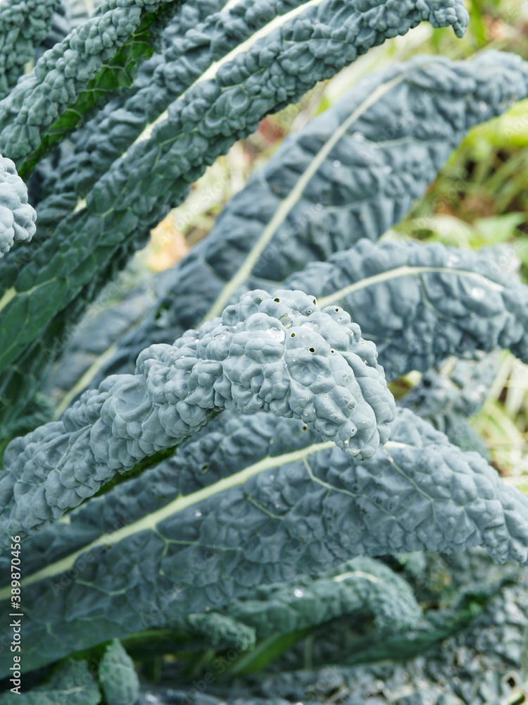 (Brassica oleracea palmifolia) Chou palmier 'Noir de Toscane' aux ...