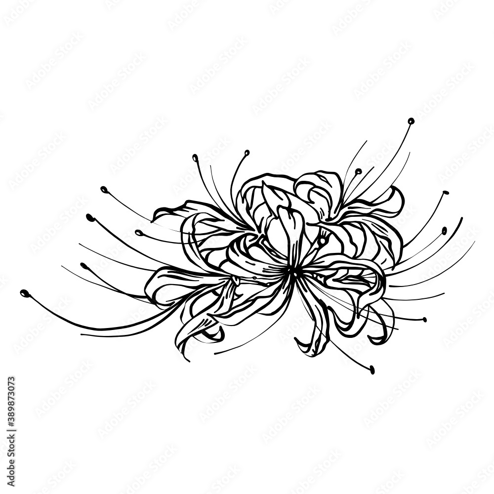 Hand drawing lineart Spider lily flower. Spring Stock Vector | Adobe Stock