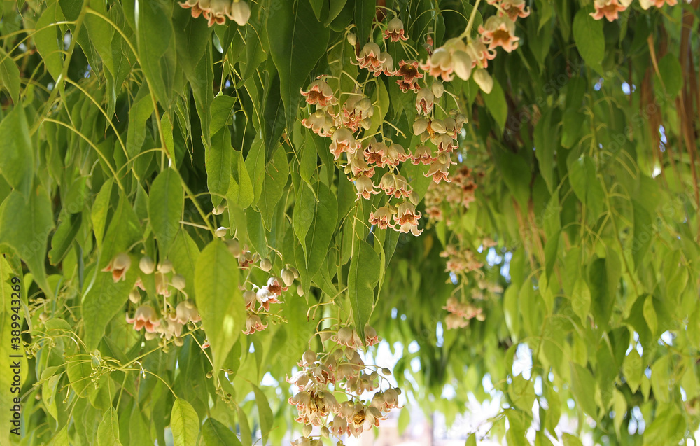 Flowers and leaves of the kurrajong (Brachychiton populneus) a small to ...