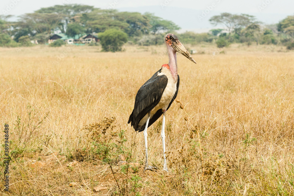 Marabou stork (Leptoptilos Crumenifer) with beak open and a blurred ...