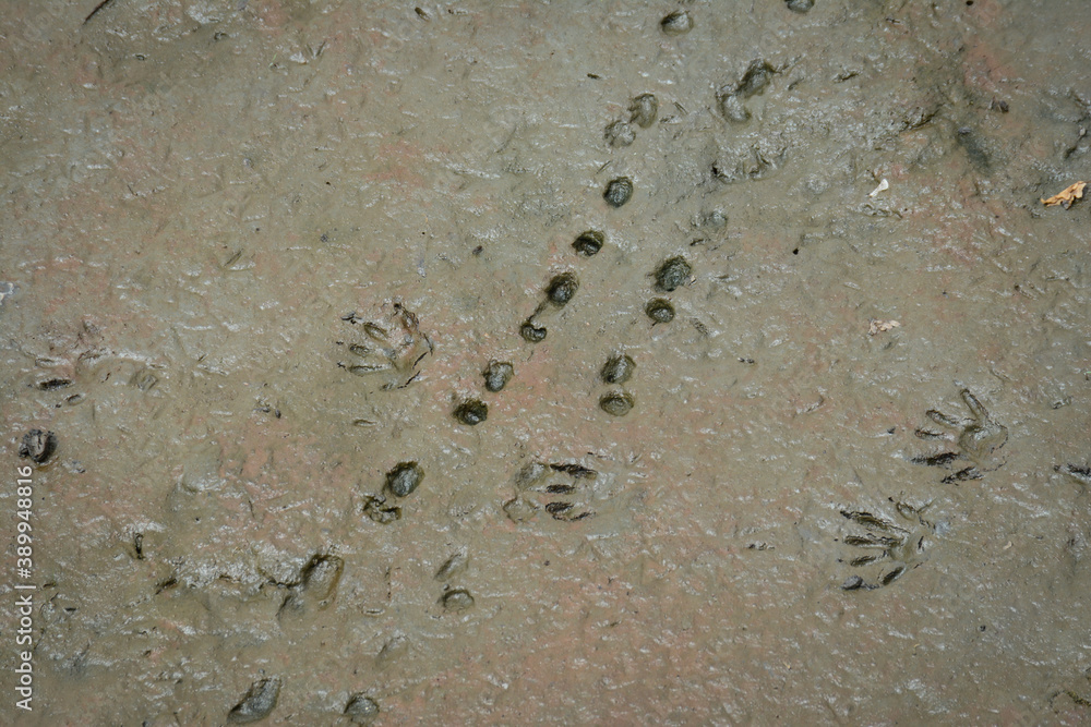 Animal Footprints In Mud