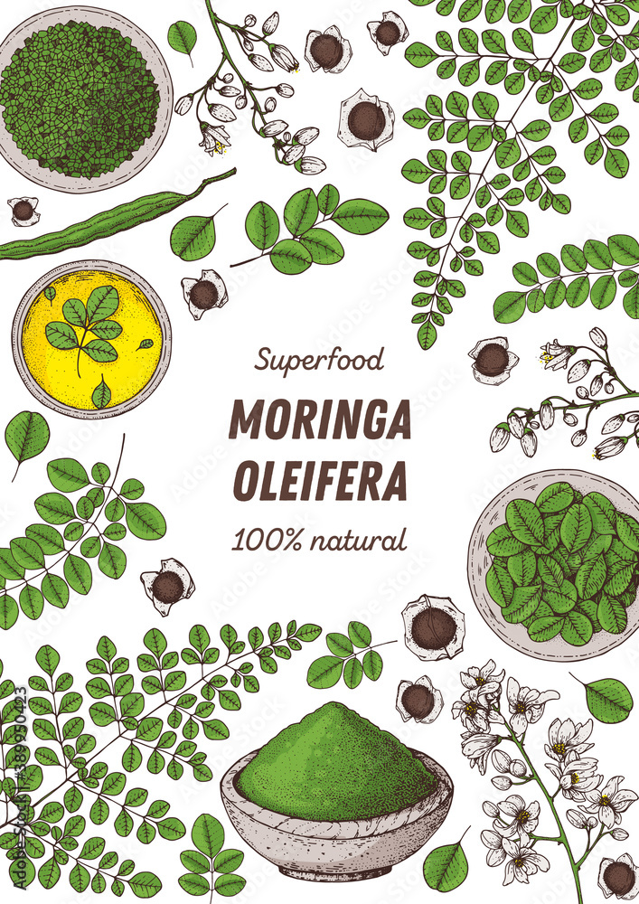Moringa hand drawn illustration. Organic healthy food. Moringa leaves ...