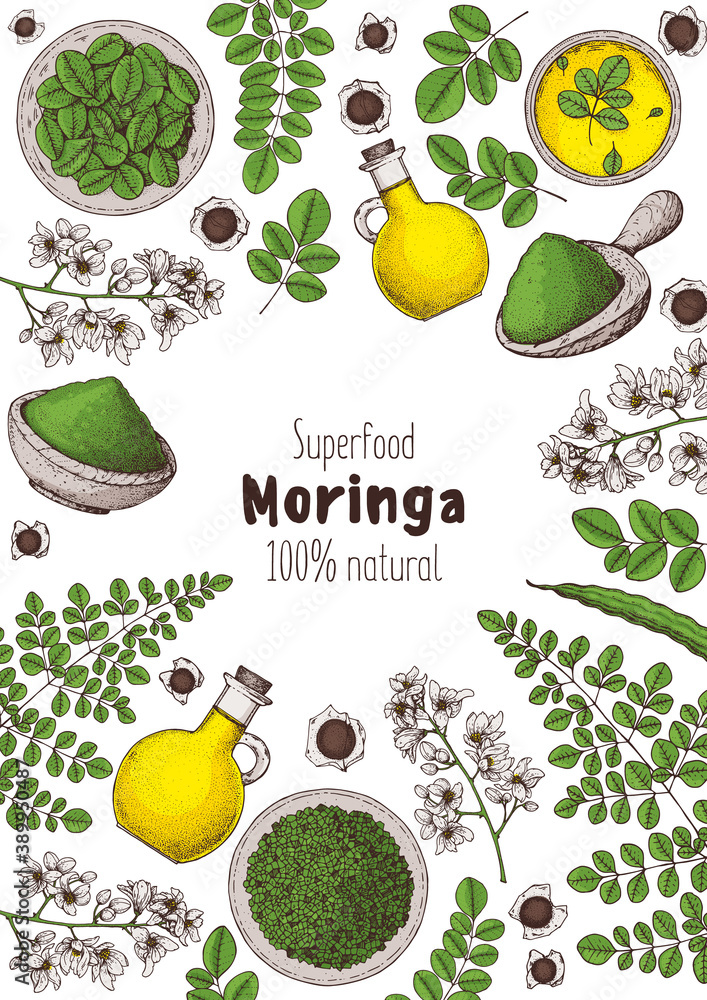 Moringa hand drawn illustration. Organic healthy food. Moringa leaves ...