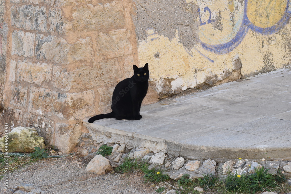 the cat in the corner. This photo was taken in Greece, in 2020. It ...