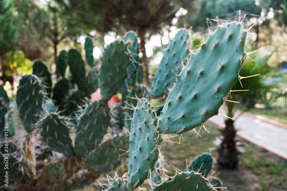 Blind prickly pear cactus field. Closeup view of green cacti leaves with sharp spines. Beautiful ...