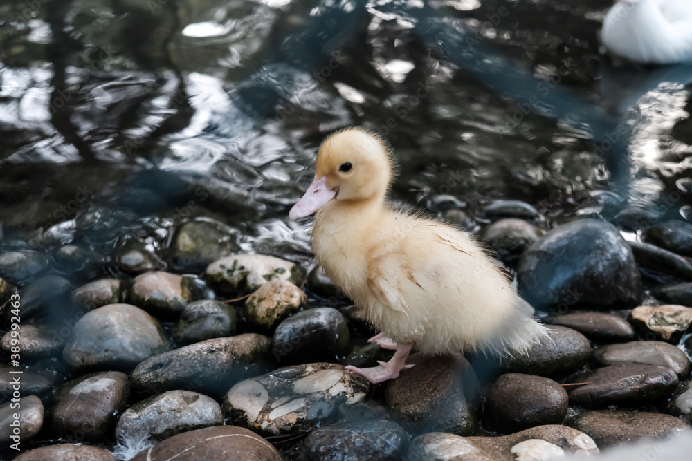 Yellow Baby Ducks Walking