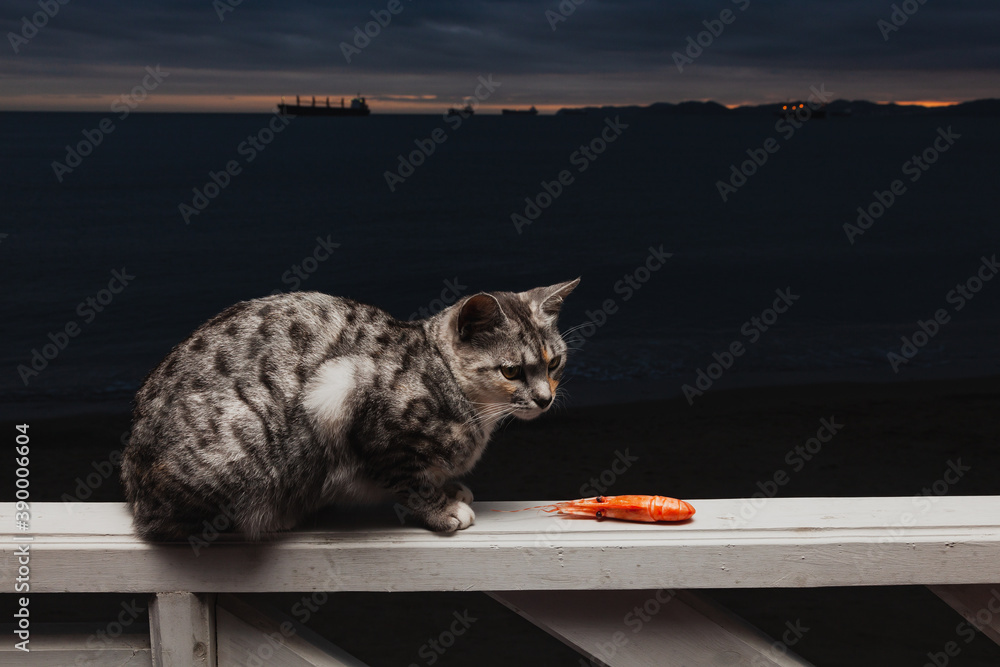Portrait of a gray-black cat in profile sitting on a white railing with ...
