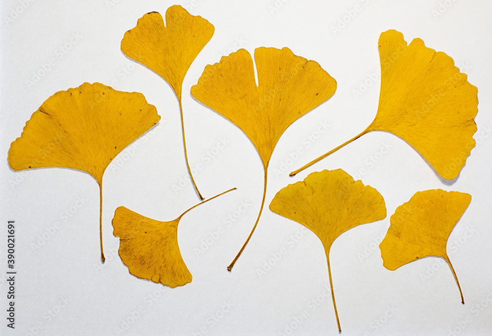 Yellow leaves of a gingko tree on a white background. Maidenhair tree ...